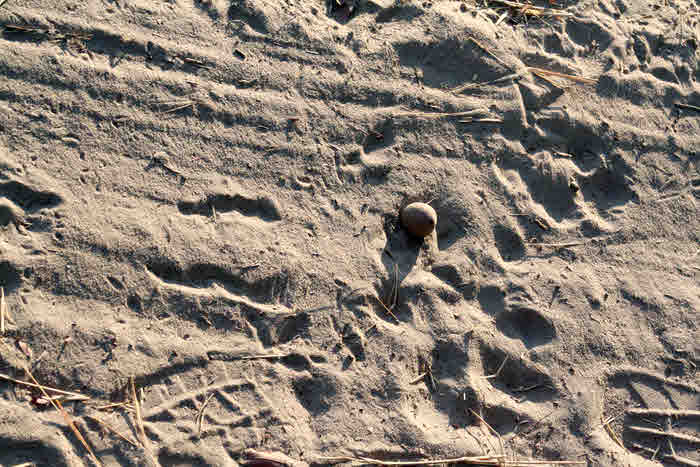 African Animal Tracks-tracks